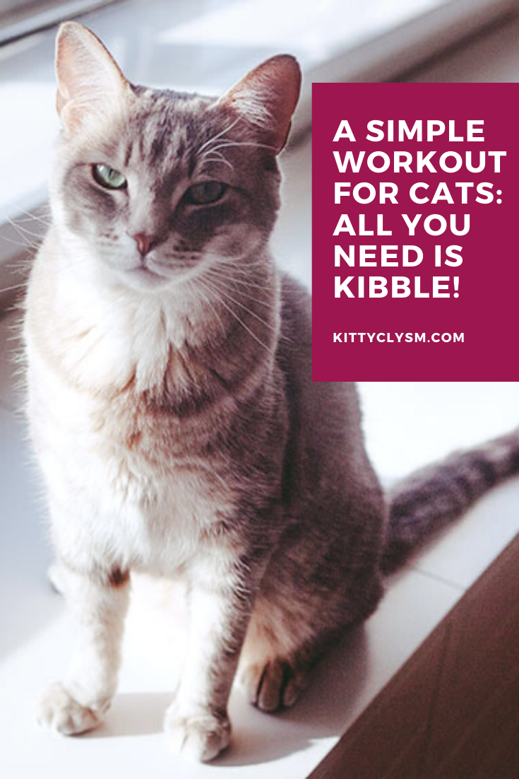 A Simple Workout For Cats: All You Need Is Kibble!