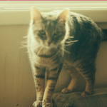 "I Hate Cats!" Why Some People Are Not At All Fans of Felines