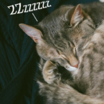 Cat Snoring: Why Do Cats Snore? Is It Normal? Are Snoring Cats Sick?