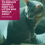 Stinky Litter? How to Reduce Odors & Keep Cat Litter Box Smells Away