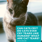 Can Cats Cry? Do Cats Ever Cry Tears Like Humans? What Are Cat Tears?