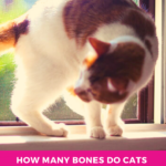 How Many Bones Do Cats Have: How Many in Their Body? Tails?