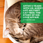 After 5 Years with Us, Avery Got His First Cat Tree: The Story of His ...