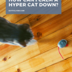 Why on Earth Is My Cat so Hyper? How Can I Calm a Hyper Cat Down?