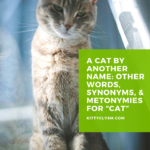 A Cat by Another Name: Other Words, Synonyms, & Metonymies for "Cat"