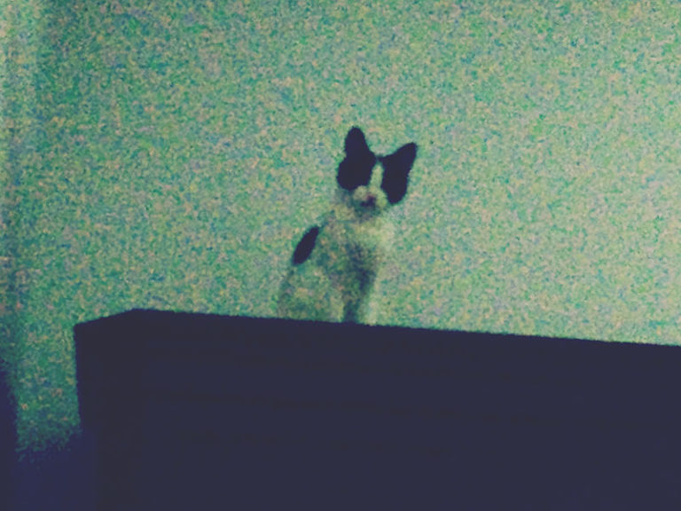 Do Cats Curse? Some Think So; What Do You Think?