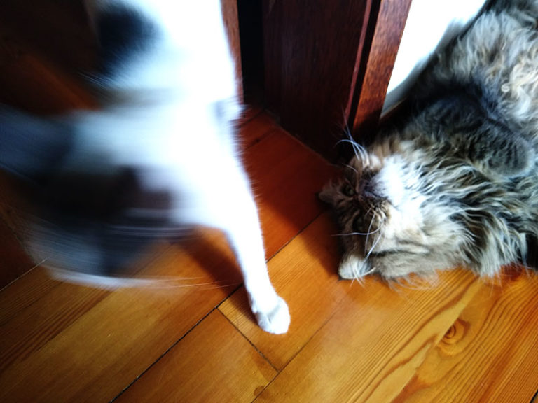 Do Cats Curse? Some Think So; What Do You Think?