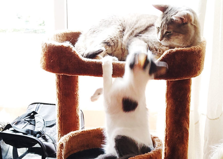 "Why Does a Stray Cat Follow Me?" Here Are Possible Explanations