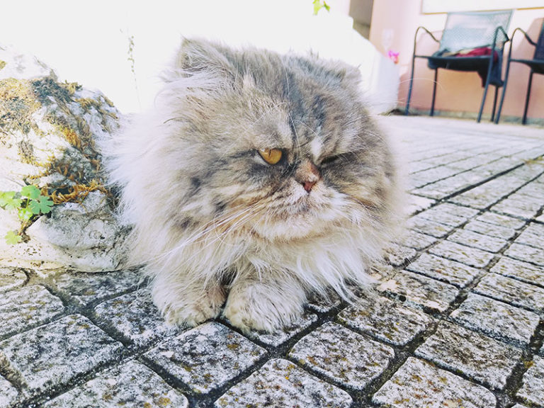 What Does It Mean When a Cat Winks at You? Why Does My Cat Wink at Me?