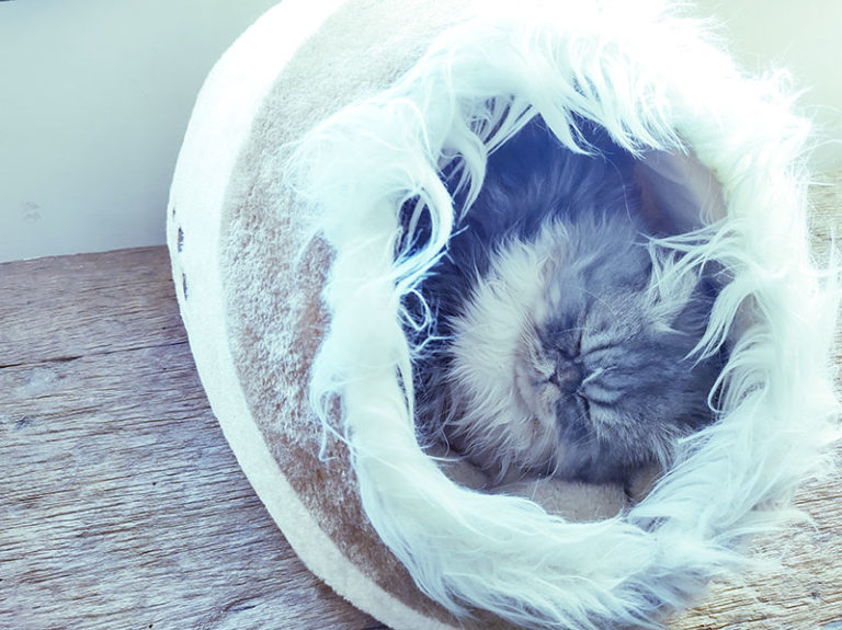 Bored Kitty? Hands-Off Ways to Keep an Indoor Cat Entertained