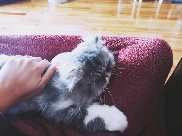 "Why Is My Cat Obsessed With Me?" 15 Likely Explanations