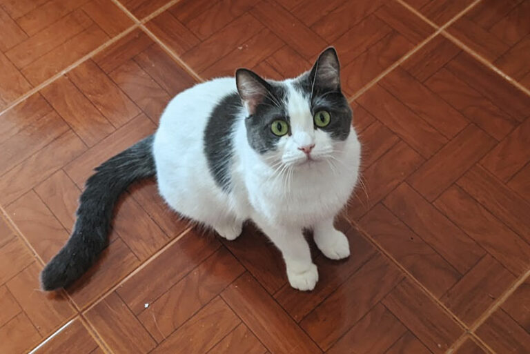 Staring at a Cat? Ever Tried It? How the Cats I Know React