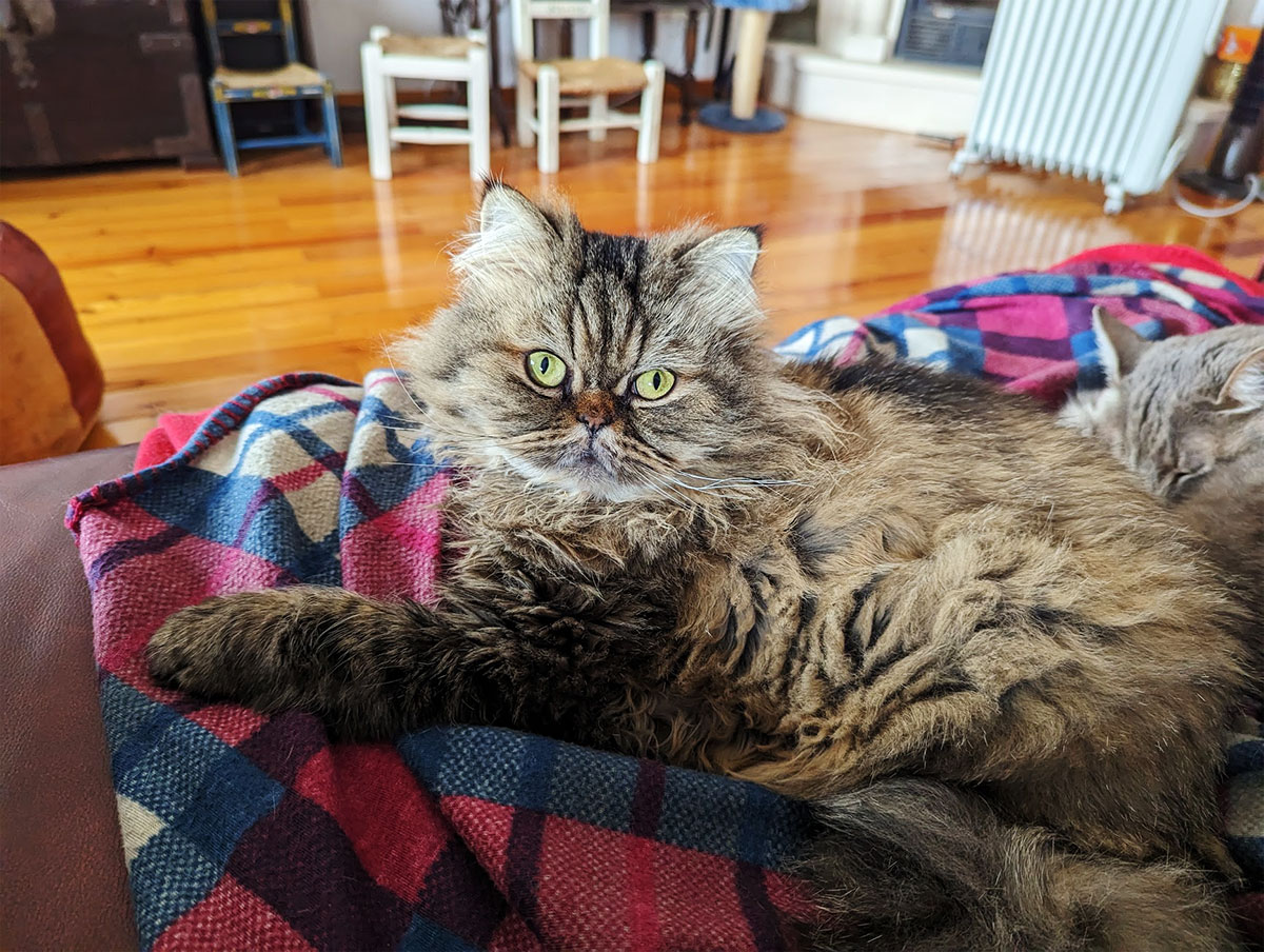 Staring at a Cat? Ever Tried It? How the Cats I Know React