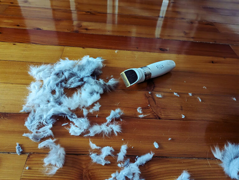 How to Shave a Cat at Home: Tips I Learned Regularly Shaving My Own Cats