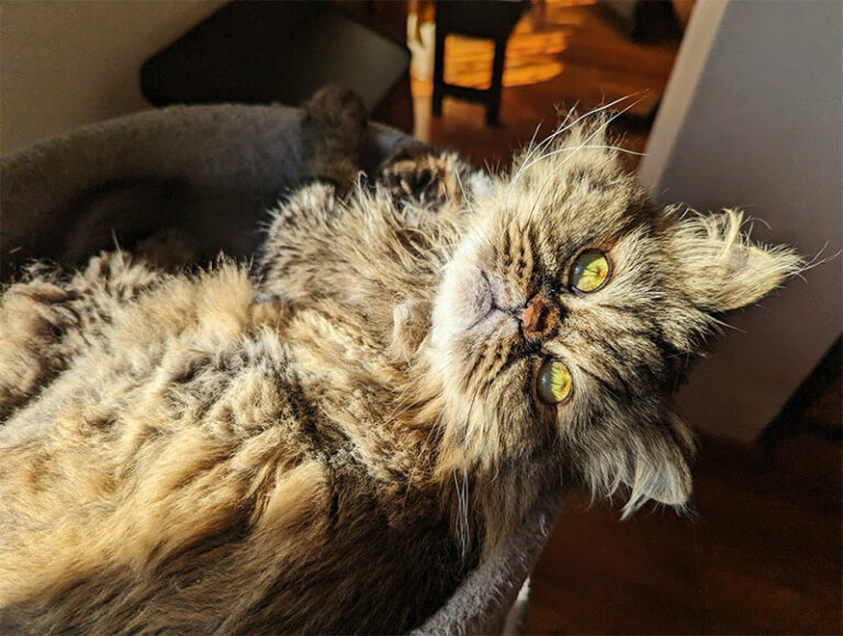 "Why Does My Cat Purr When He Sees Me?" Unpopular Opinion...