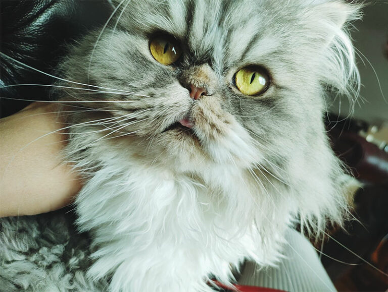 Here’s How to Tell if a Cat Is Chipped (& Microchip Check Yourself)