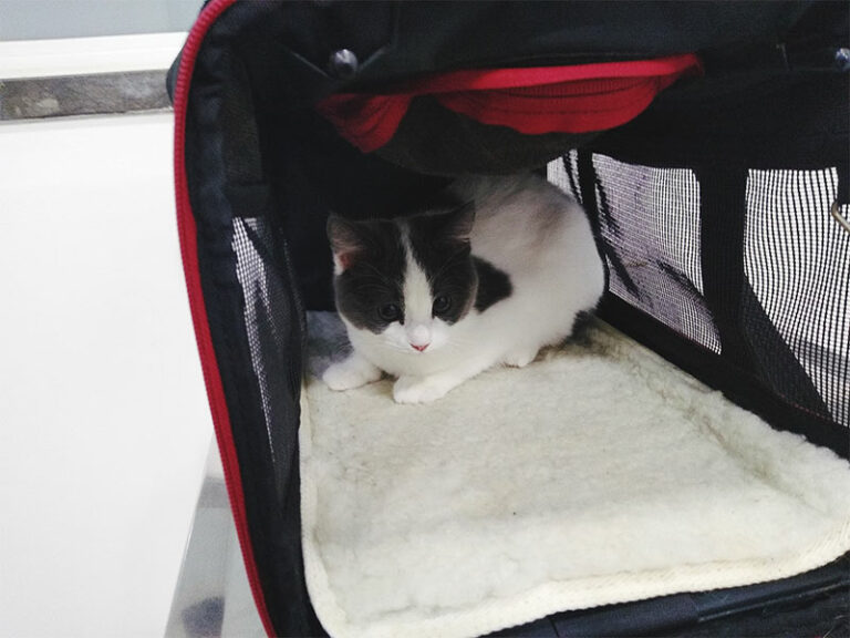 Here’s How to Tell if a Cat Is Chipped (& Microchip Check Yourself)