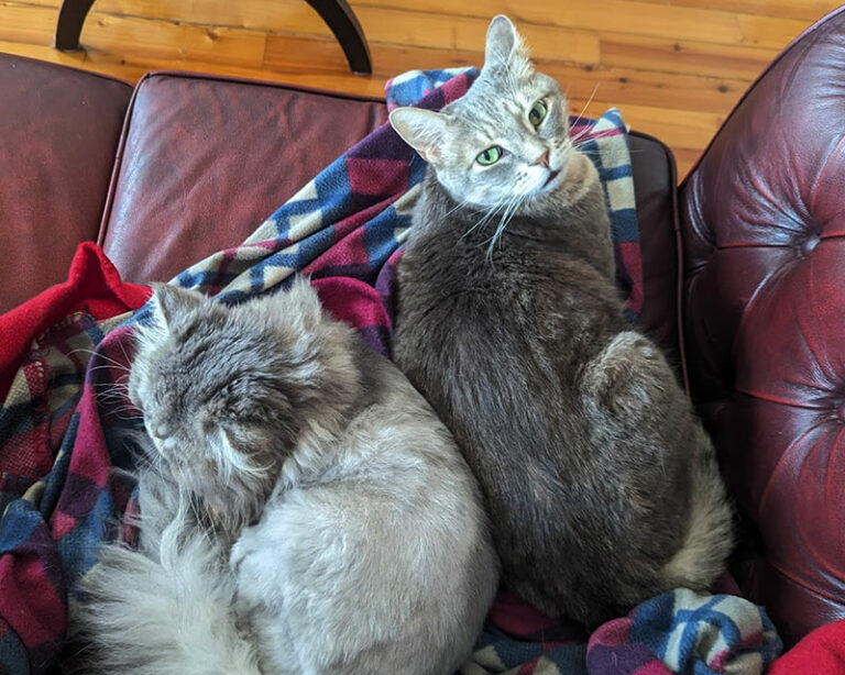 11 Ways to Train Your Cat to Be More Snuggly