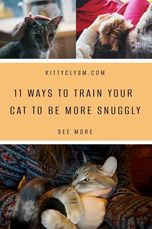 11 Ways to Train Your Cat to Be More Snuggly