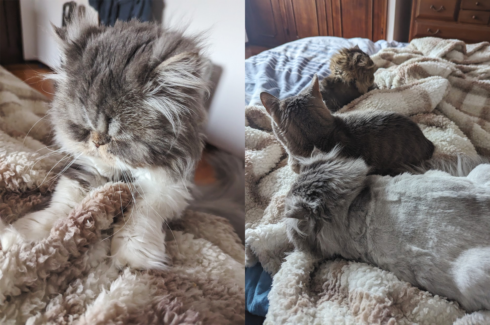 Gutted: My Dear Cat, Athos, Passed Away